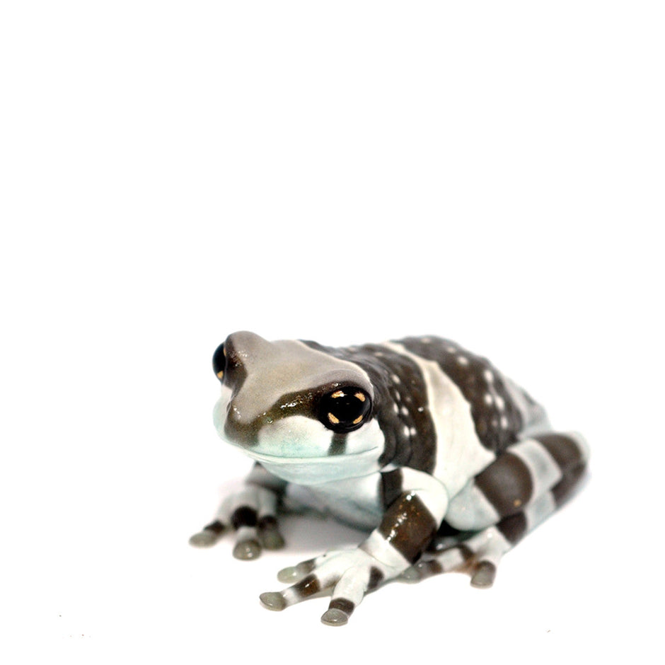 Collections – Medusa Exotics