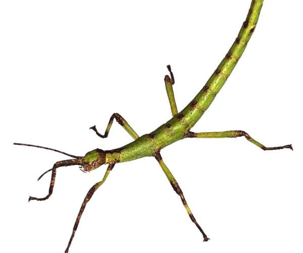 Stick Insect Setups – Medusa Exotics