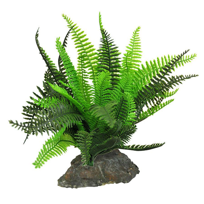 Lucky Reptile Fern IF-101 – Medusa Exotics