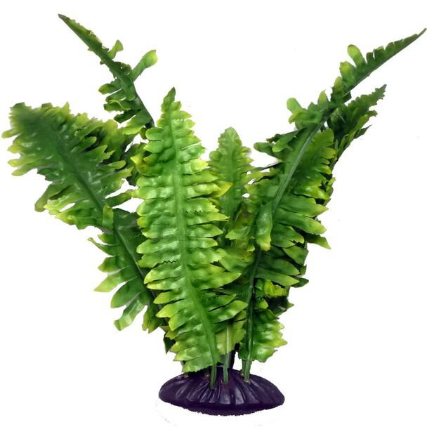Komodo Boston Fern – Medusa Exotics